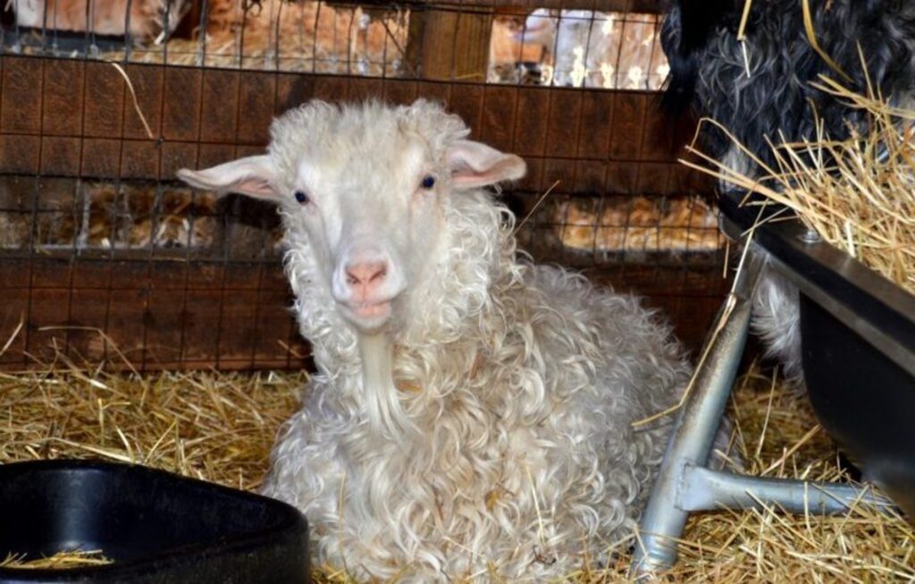 Shearing the Pygora Goat for Mohair Fiber Collection - Goat Journal